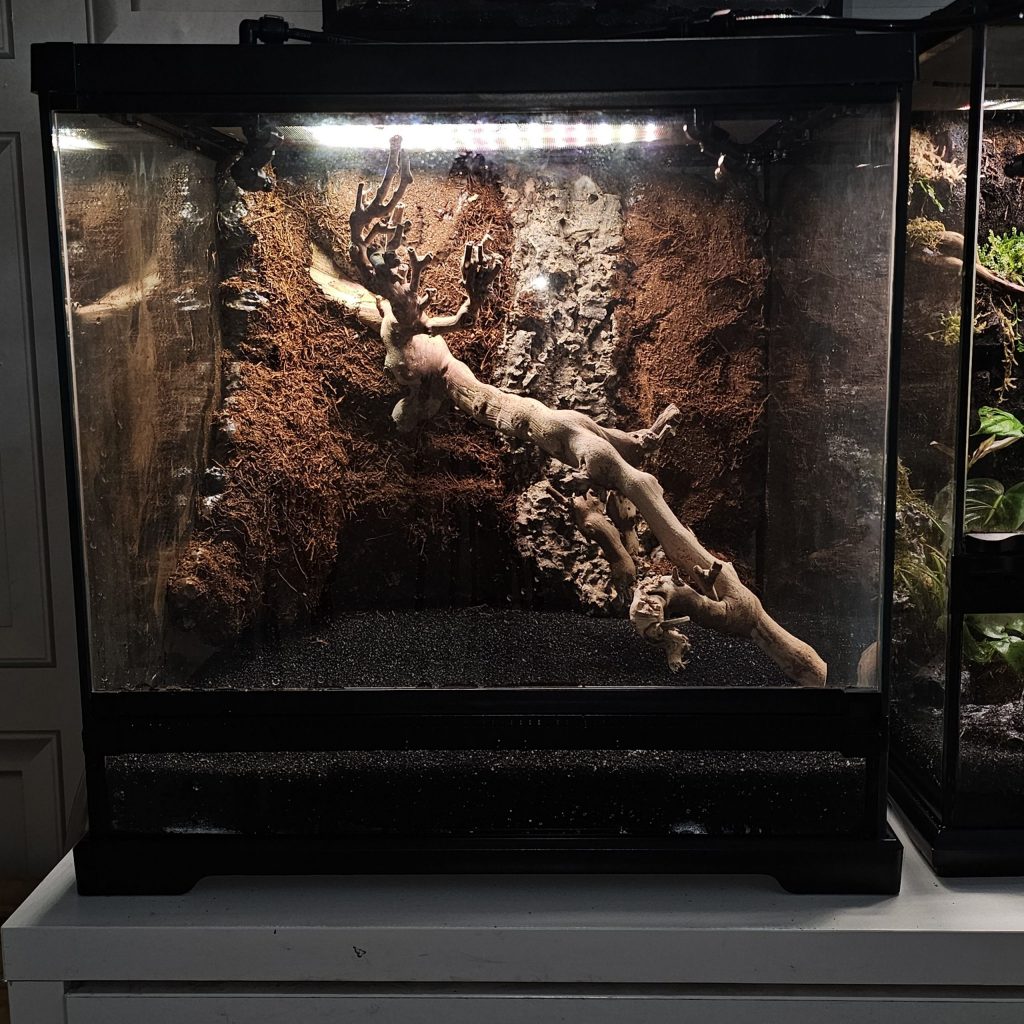 Exo Terra Bioactive Terrarium 45 X45 X 45cm - New Build Experience The ...