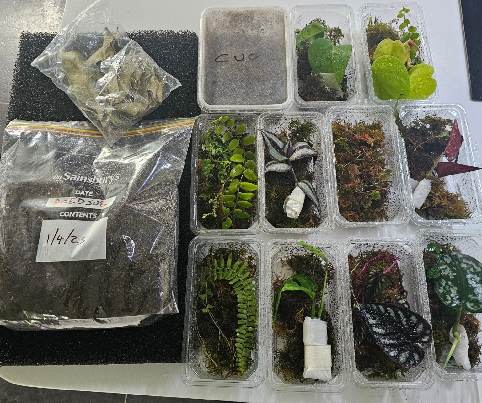 Complete Bioactive Vivarium Kits – Small, Medium, Or Large (No Animals ...