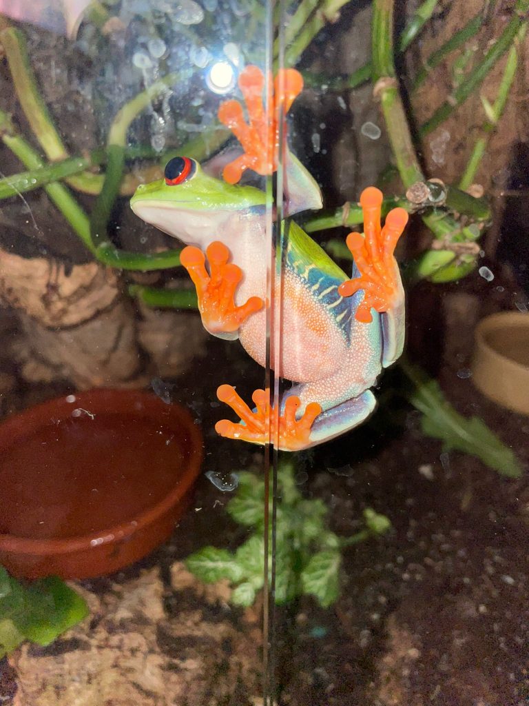 Red-Eyed Tree Frogs For Sale UK (Agalychnis Callidryas) - FROGFATHER