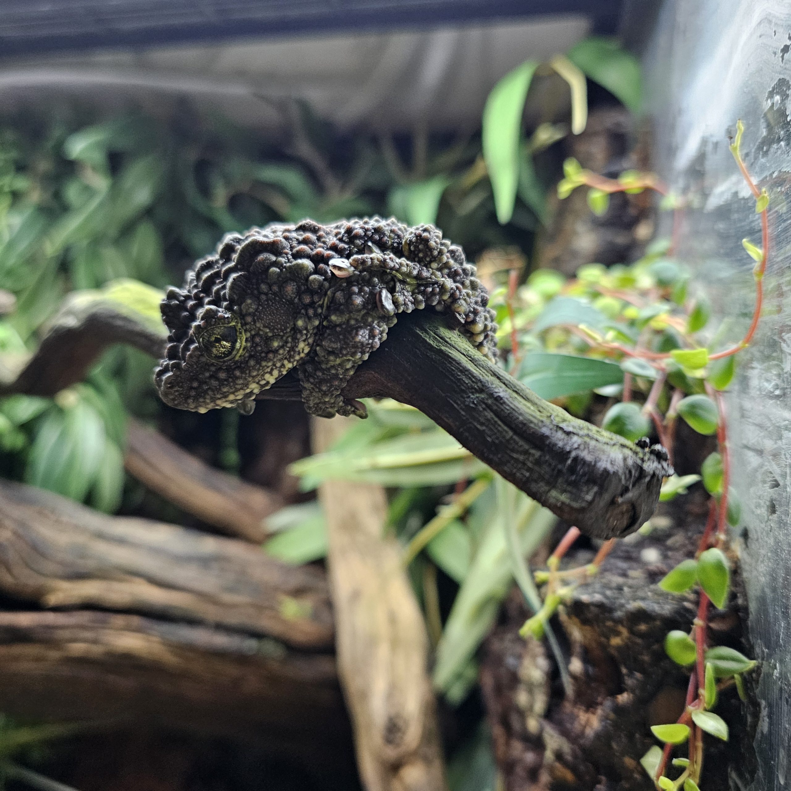 Mossey frogs - FROGFATHER