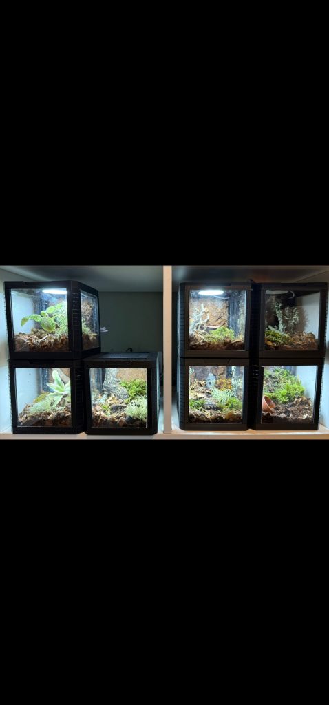 Premium Display Enclosures: The Ultimate Choice For Invertebrate ...
