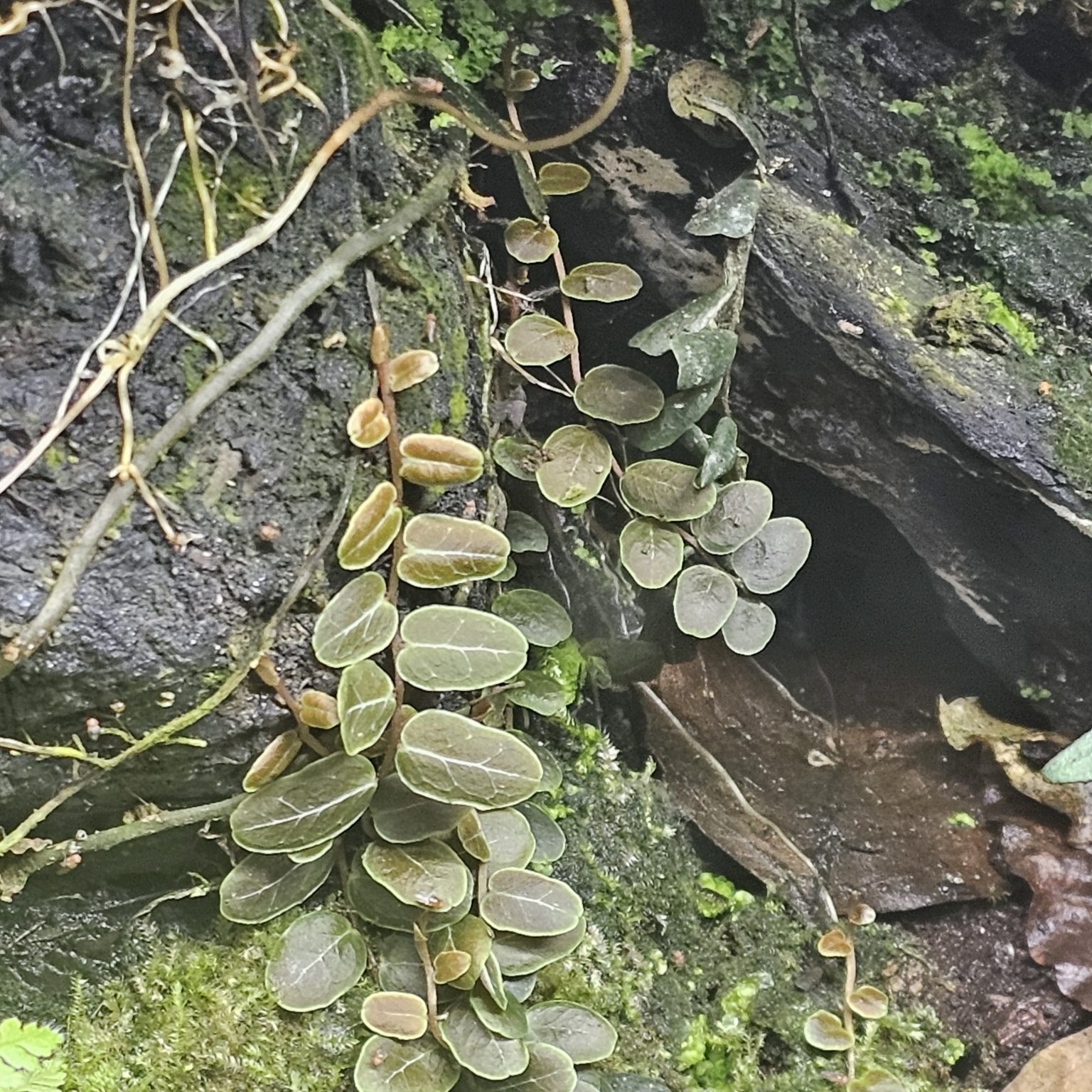 Bioactive Vivarium Plant Bundle – 12 Mixed Rare & Shingling Plants ...