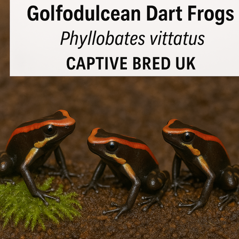 South East Frogs - FROGFATHER