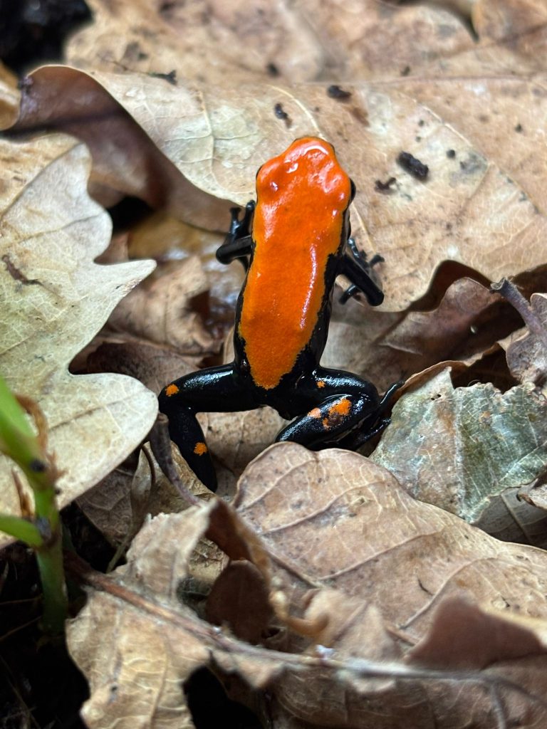 Orange Splashback Dart Frog (Adelphobates Galactonotus) – Juveniles ...