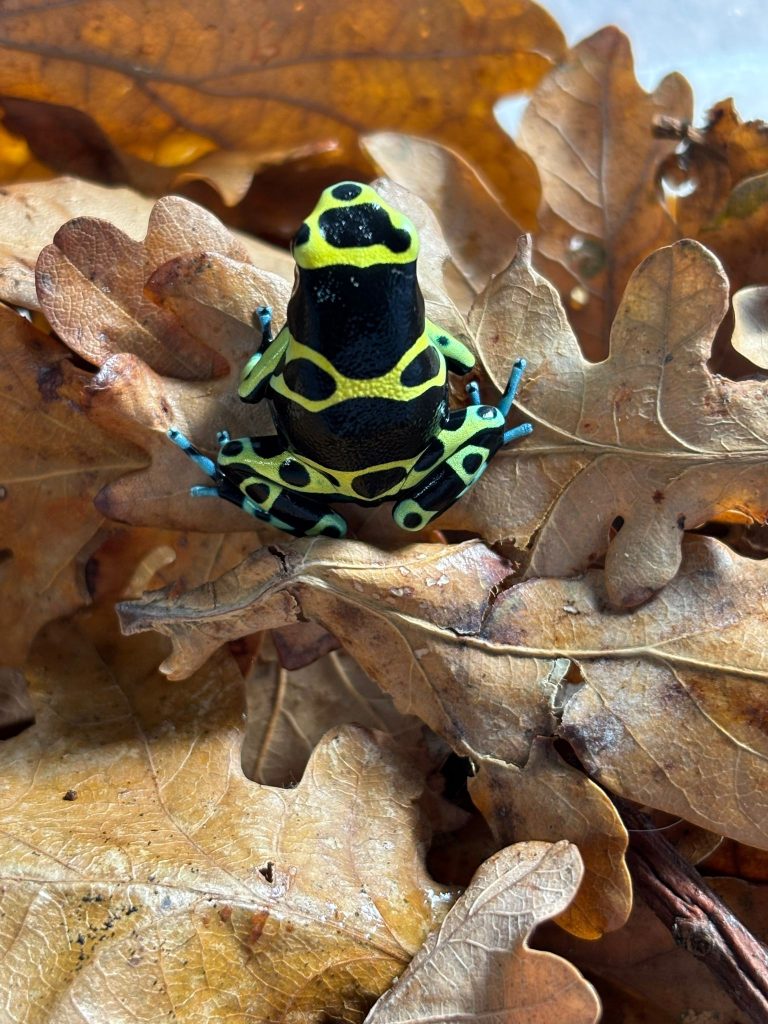 Blue Foot Dart Frog (Dendrobates Leucomelas 'Cerro Autana') – Juveniles ...