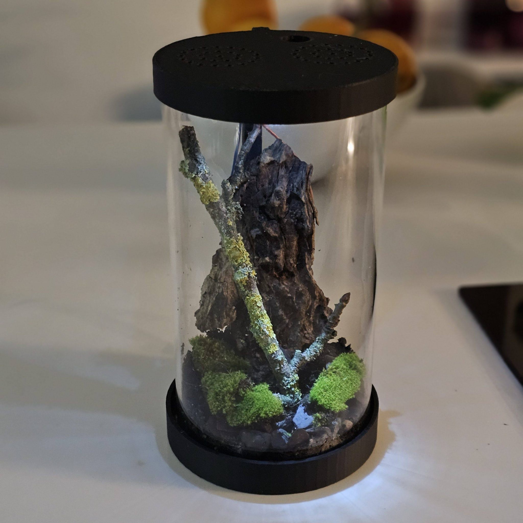 Tubular Display Terrarium - FROGFATHER
