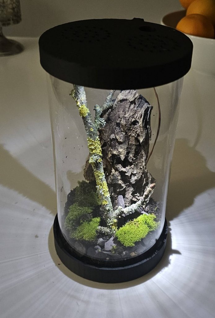 Tubular Display Terrarium - FROGFATHER
