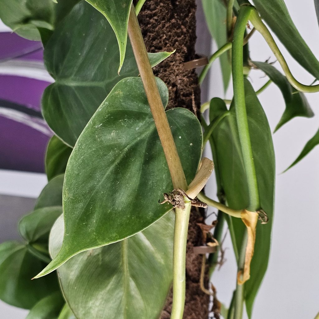 Pothos – Green - Rooted Cutting - Plant Only - FROGFATHER