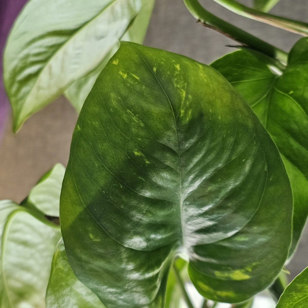 Pothos – Variegated - Rooted Cutting - FROGFATHER