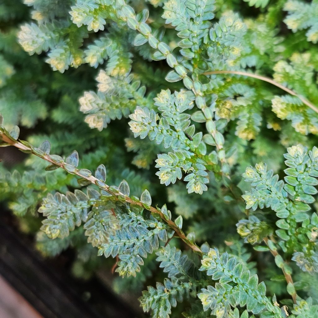 Selaginella Uncinata (Peacock Spike Moss) - Rooted Plant Only - FROGFATHER
