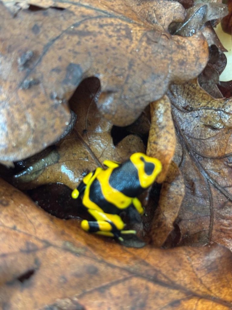 Dendrobates ‘Lucemalia’ – Bumblebee Dart Frog Morph - FROGFATHER