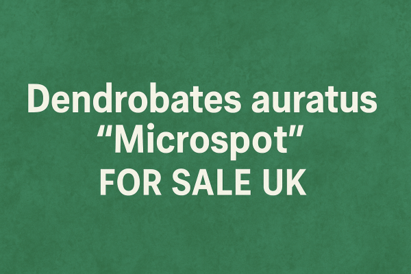 Dendrobates Truncatus – Truncated Dart Frog For Sale UK - FROGFATHER