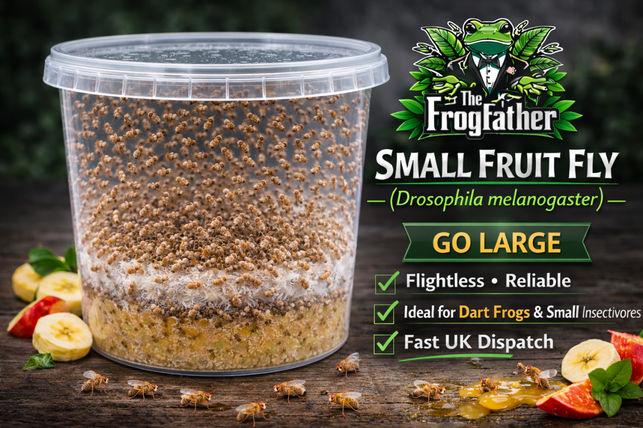 Small Fruit Fly (Drosophila Melanogaster) – Go Large - FROGFATHER