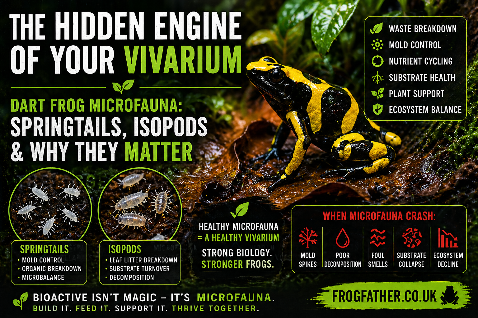 Arrow Frogs Vs Poison Dart Frogs: Names, History, And Care Explained ...